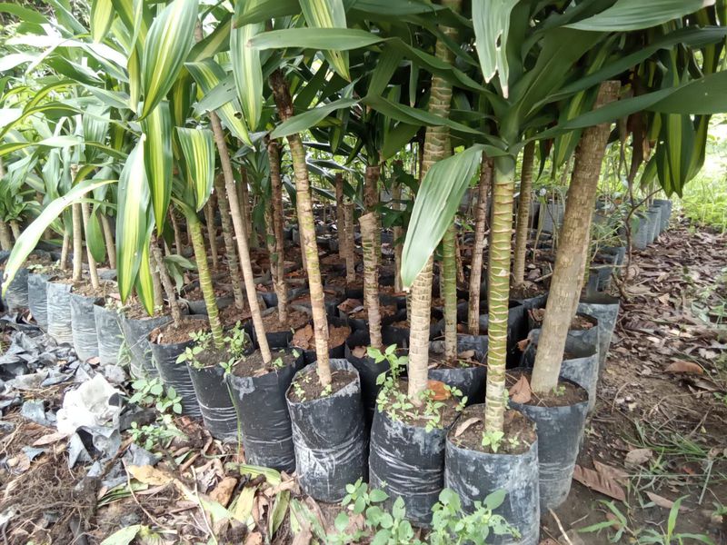 Pandan-Pandanan