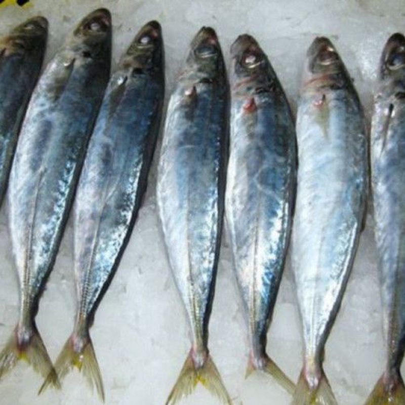 Ikan Lajang