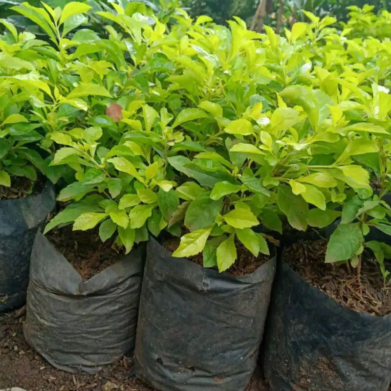 BIBIT BUNGA PANGKAS KUNING