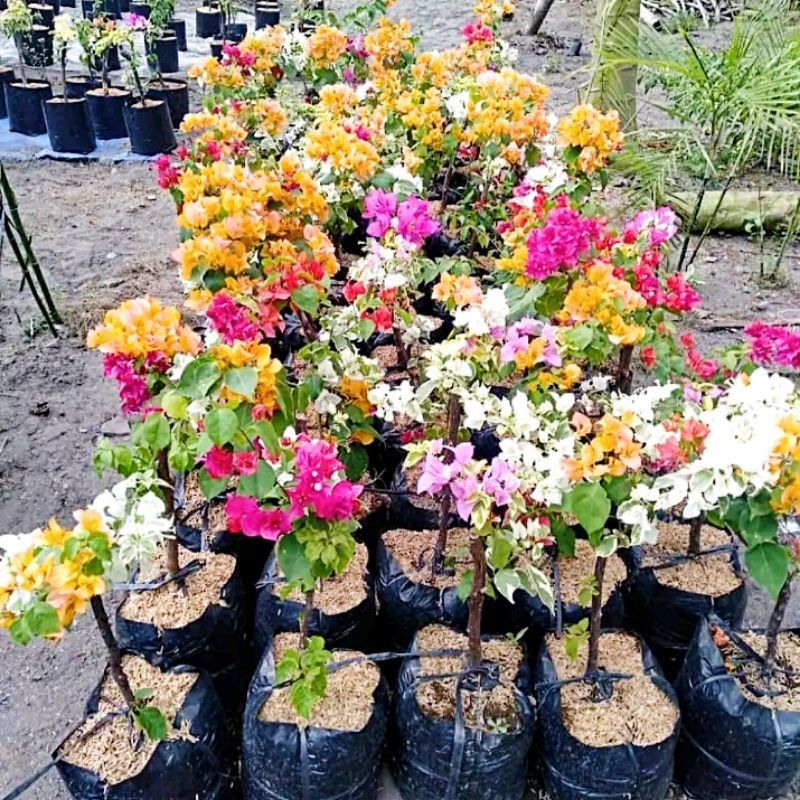 BIBIT BUNGA BOUGENVILE 3 WARNA TINGGI BIBIT SEKITA 50 CM