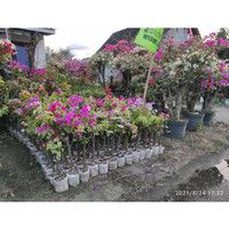 BIBIT BUNGA BOUGENVILE TINGGI BIBIT SEKITAR 70 CM