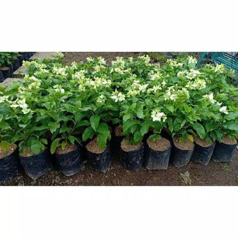 BIBIT BUNGA NUSA INDAH TINGGI BIBIT SEKITAR 40 CM