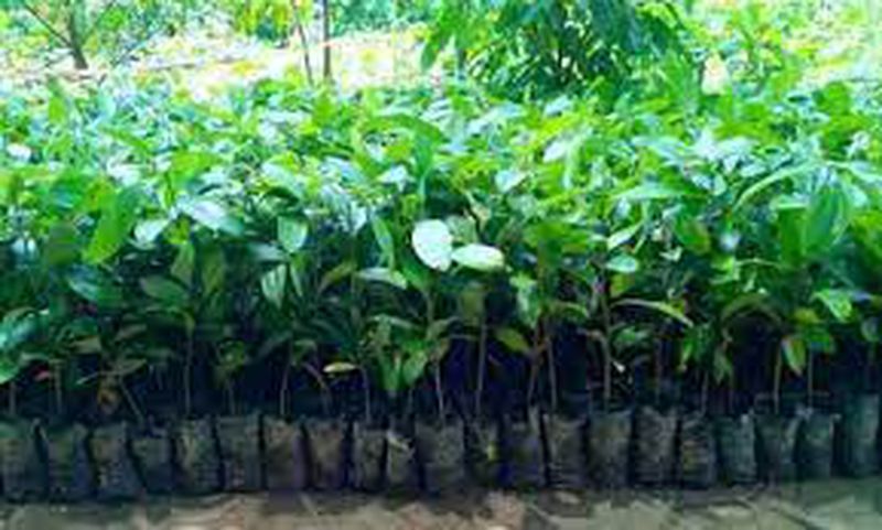 Bibit Kayu Manis Siap Tanam