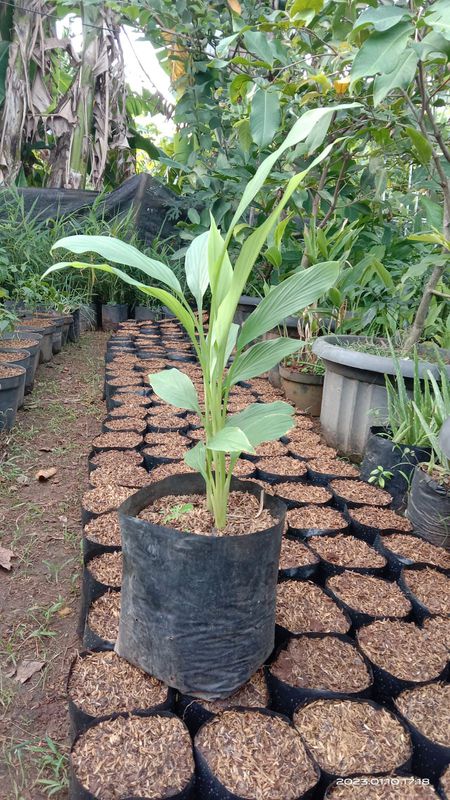 Bibit Tanaman Temulawak