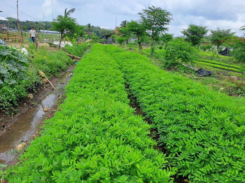 Benih / Bibit Legume Pakan Ternak Varietas Indigofera Gozzol AGRIBUN ...
