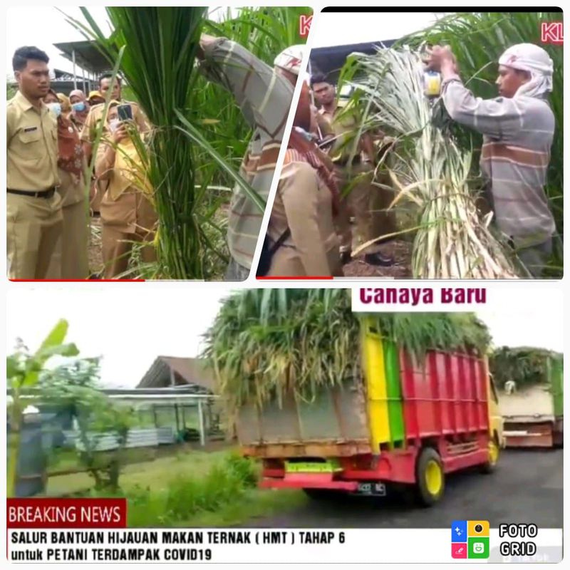 Hijauan Pakan Ternak ( Rumput Gajah/ Tebon Jagung / Jerami )