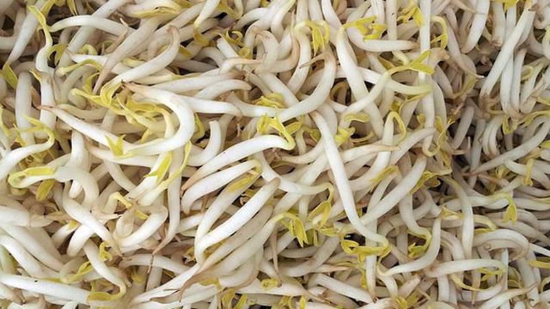 Kecambah / Tauge / toge