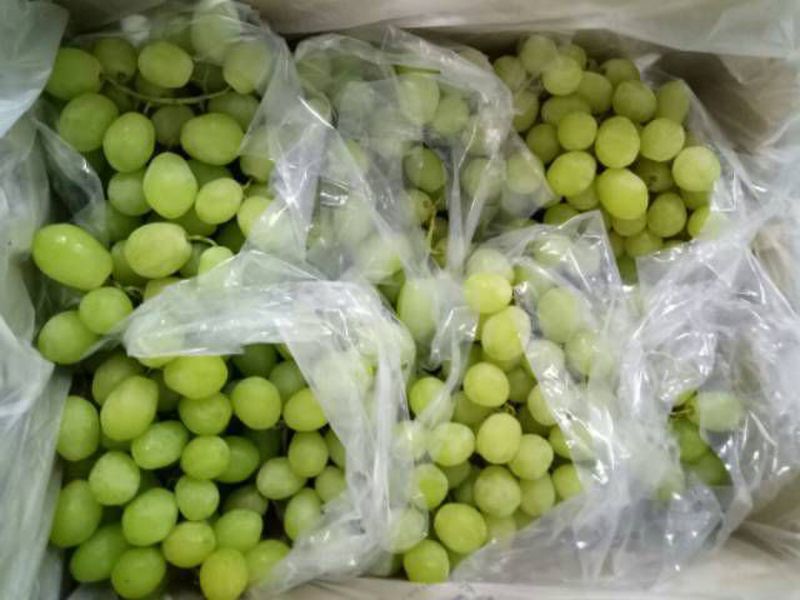 Anggur Hijau Afrika (Pack)