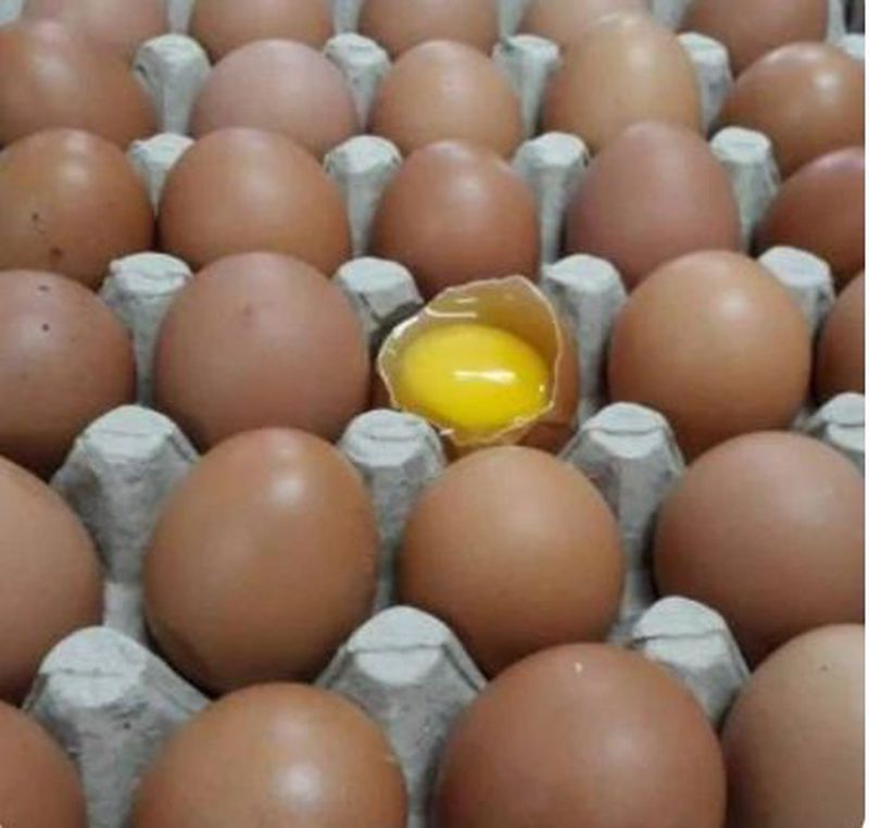 Telur Ayam Negeri Fresh / Kg