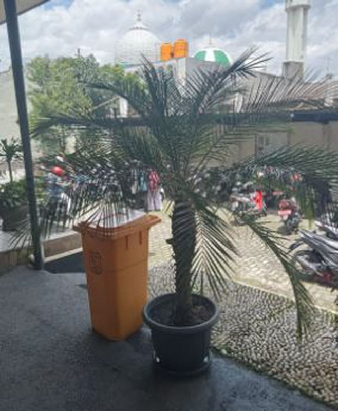 SEWA TANAMAN BUNGA HIDUP / POT DIAMETER 40- 50 CM // PALEM PHOENIK by ...