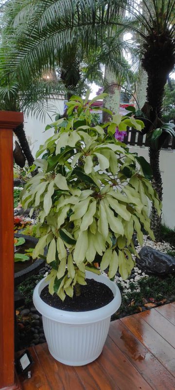 SEWA TANAMAN BUNGA HIDUP / POT DIAMETER 40-50 CM / WALISONGO MINYAK by ...