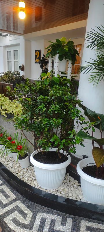 SEWA TANAMAN BUNGA HIDUP / POT DIAMETER 40-50 CM / AZALEA by KOKO GROUP