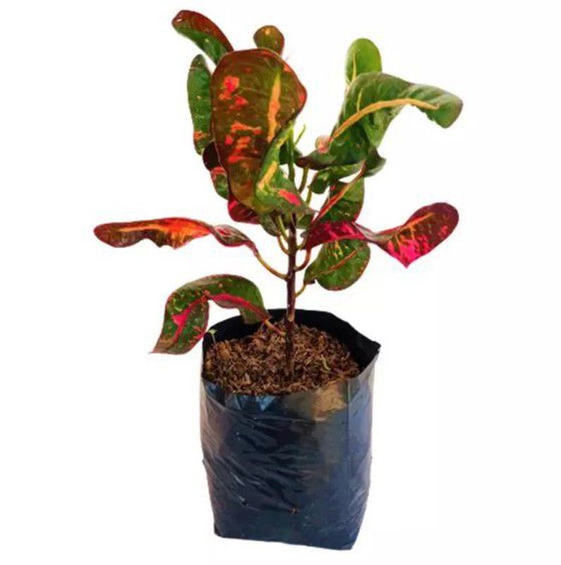 Tanaman Hias - Puring