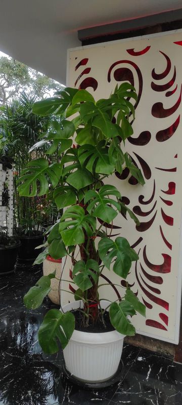SEWA TANAMAN BUNGA HIDUP / POT DIAMETER 40- 50 CM // MONSTERA BORSI by ...