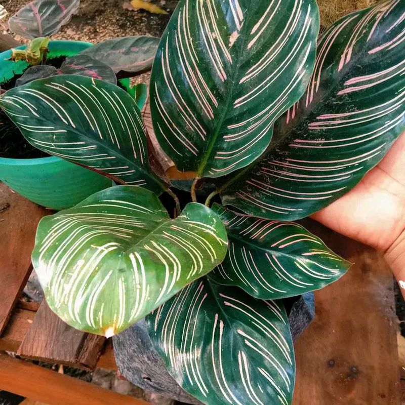 Tanaman Hias Kalatea Batik