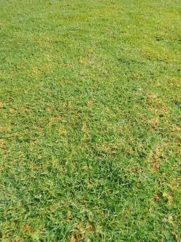 Rumput Golf Lempengan (m2)