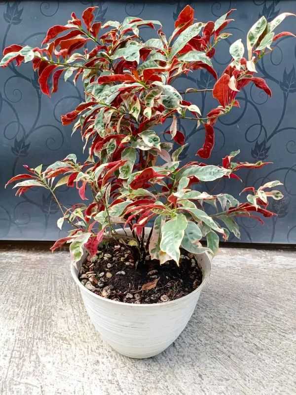 Bunga Sambang Darah Varigata