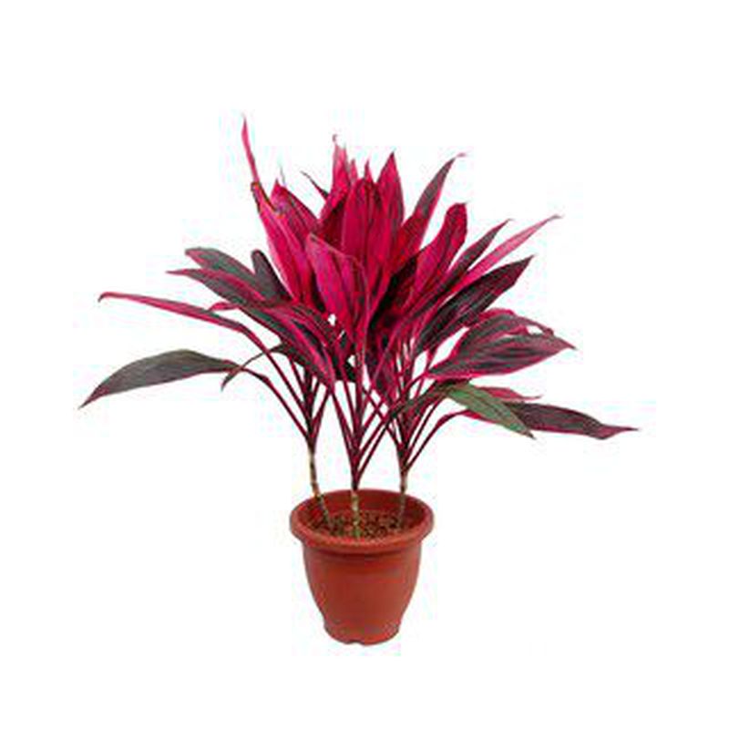 Tanaman Hias - Andong Merah + Pot cor Besar