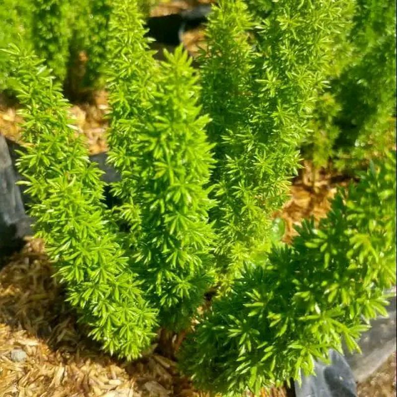 Bunga Ekor Tupai Mini