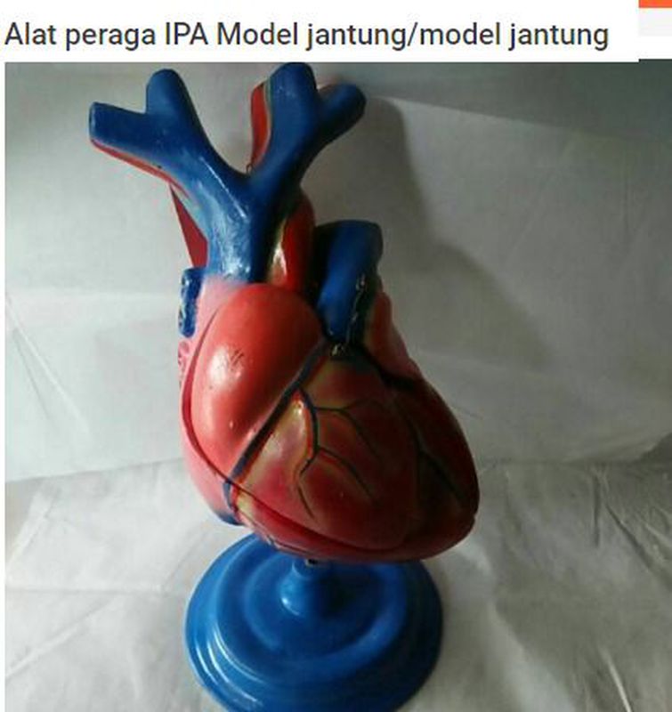 Alat peraga IPA Model jantung/model jantung