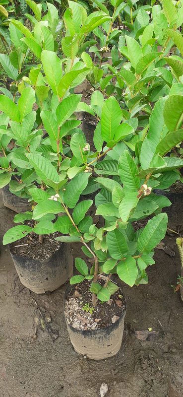 Bibit Tanaman Jambu Kristal