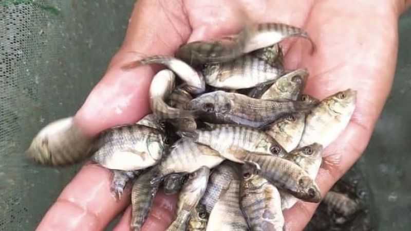 Benih ikan Nila