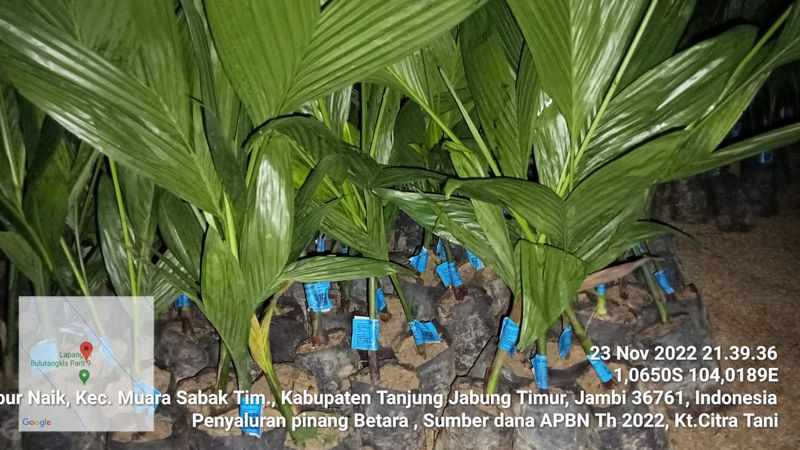 Bibit Pinang Betara Siap Tanam