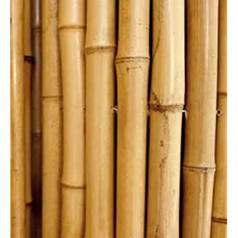 Bambu