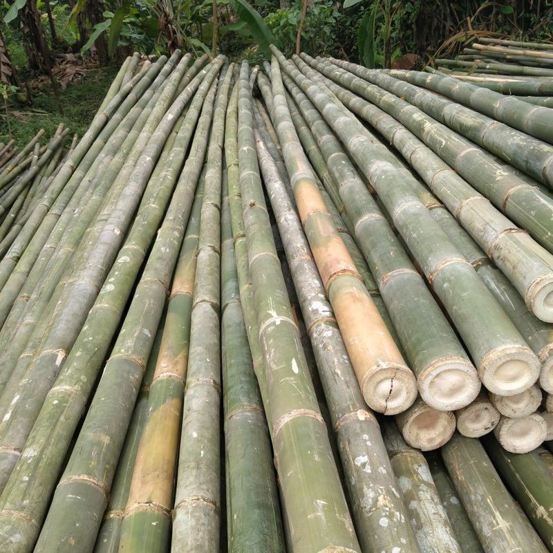 Bambu