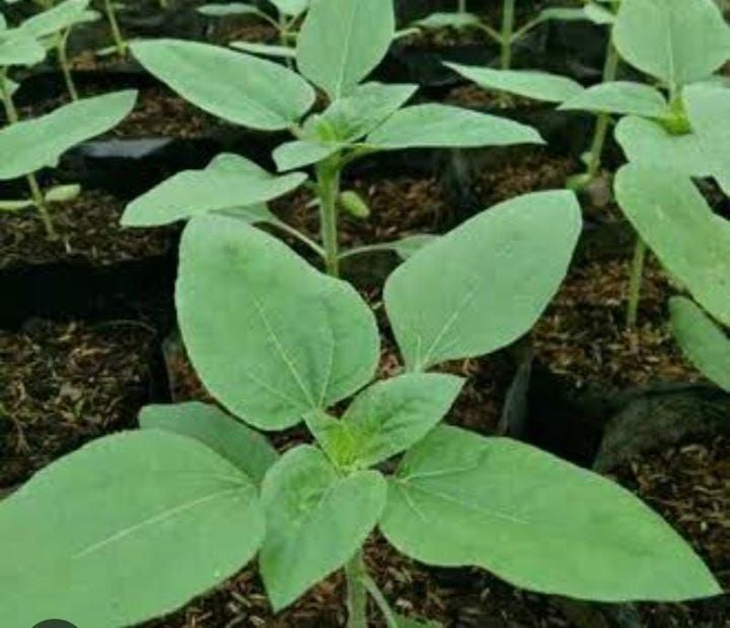 Bibit Bunga Matahari