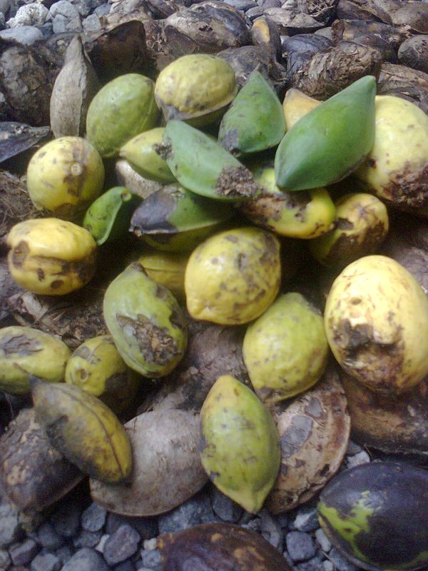 Ketapang [Terminalia catappa] Biji