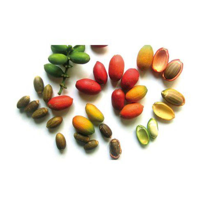 Buah Melinjo
