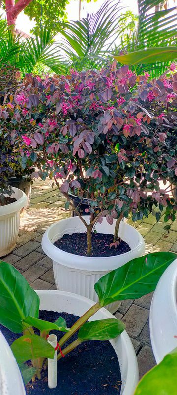 SEWA TANAMAN BUNGA HIDUP / POT DIAMETER 40- 50 CM // PITALOKA by KOKO GROUP