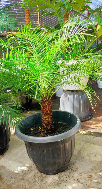 SEWA TANAMAN BUNGA HIDUP / POT DIAMETER 40-50 CM / PALEM PHOENIX by ...