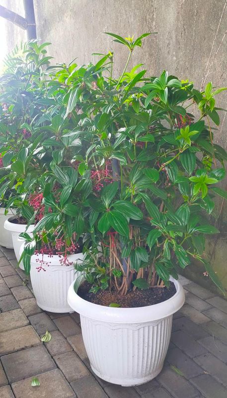 SEWA TANAMAN BUNGA HIDUP / POT DIAMETER 40-50 CM / PARIJOTO by KOKO GROUP