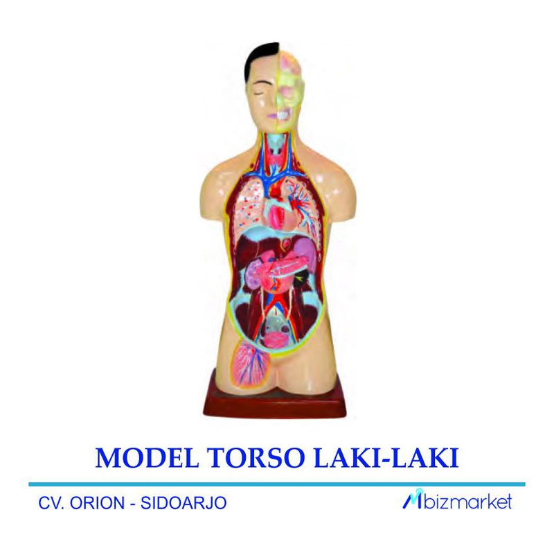 MODEL TORSO LAKI-LAKI