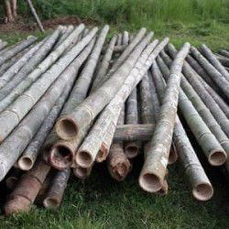 Bambu Petung Awetan Kering