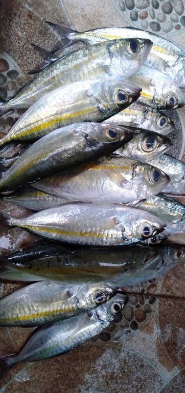 ikan gembung