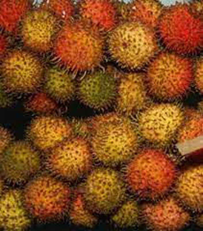 Rambutan