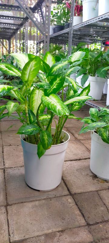 SEWA TANAMAN BUNGA HIDUP / POT MEJA DIAMETER 25-30 CM / DIFFEN TISU ...