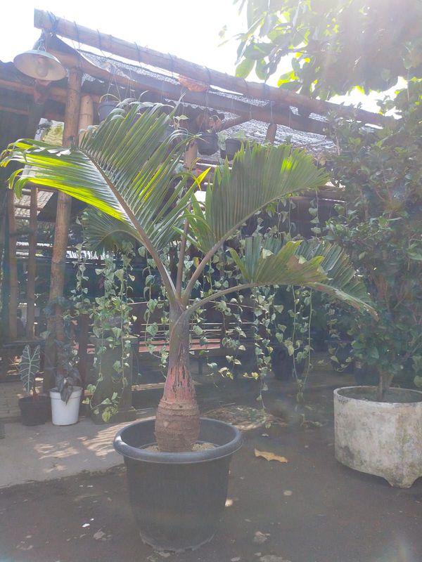 SEWA TANAMAN BUNGA HIDUP / POT DIAMETER 40-50 CM / PALEM BOTOL by KOKO ...