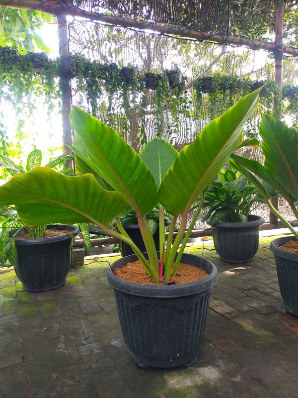 SEWA TANAMAN BUNGA HIDUP / POT DIAMETER 40-50 CM / MELONI-I by KOKO GROUP