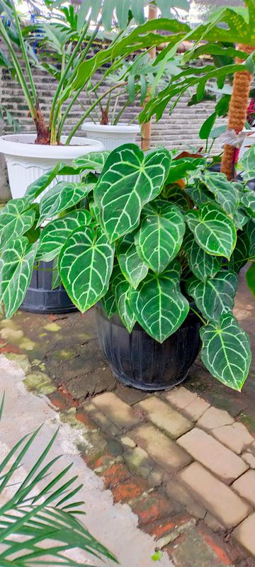 SEWA TANAMAN BUNGA HIDUP / POT DIAMETER 40-50 CM / KUPING GAJAH by KOKO ...