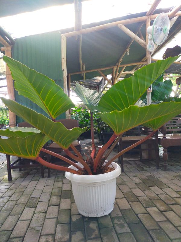 SEWA TANAMAN BUNGA HIDUP / POT DIAMETER 40-50 CM / MELODI-I by KOKO GROUP
