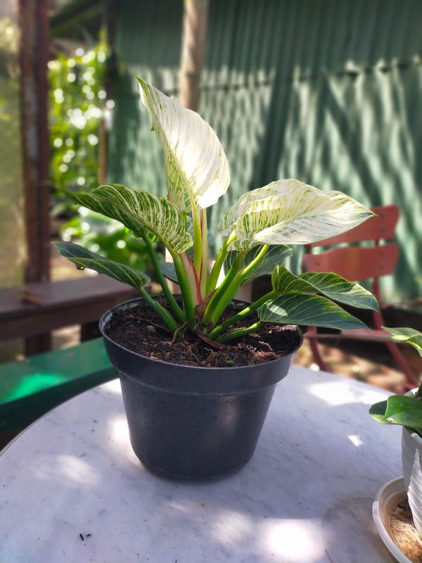 SEWA TANAMAN BUNGA HIDUP / POT MEJA DIAMETER 25-30 CM / PHILO BIRKIN by ...