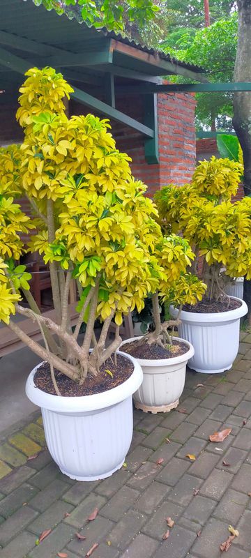 SEWA TANAMAN BUNGA HIDUP / POT DIAMETER 40-50 CM / WALISONGO KUNING ...