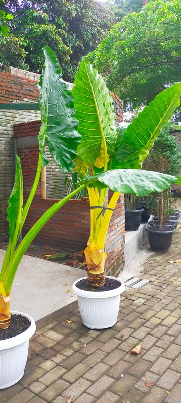SEWA TANAMAN BUNGA HIDUP / POT DIAMETER 40-50 CM / CENTE KUNING by KOKO ...