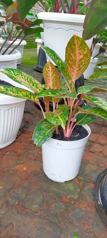 SEWA TANAMAN BUNGA HIDUP / POT MEJA DIAMETER 25-30 CM / AGLONEMA BIT ...