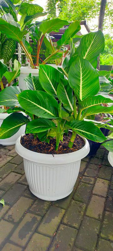 SEWA TANAMAN BUNGA HIDUP / POT DIAMETER 40-50 CM / DIFFEN MONYET by ...