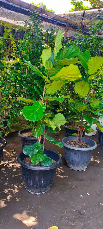 SEWA TANAMAN BUNGA HIDUP / POT DIAMETER 40-50 CM / KETEPENG BIOLA by ...